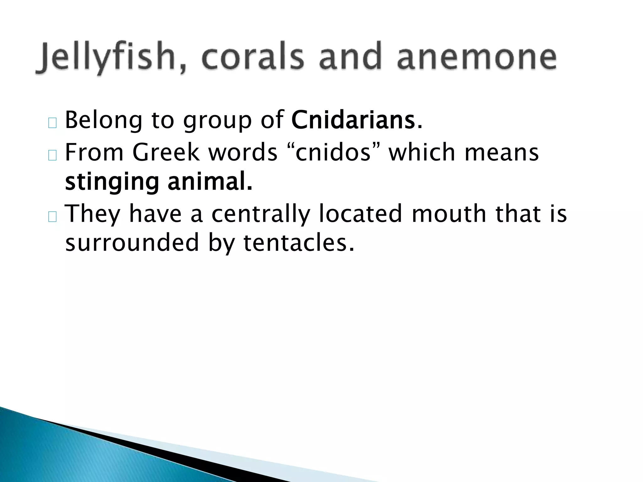 Animal Classification (Grade 5) | PPTX