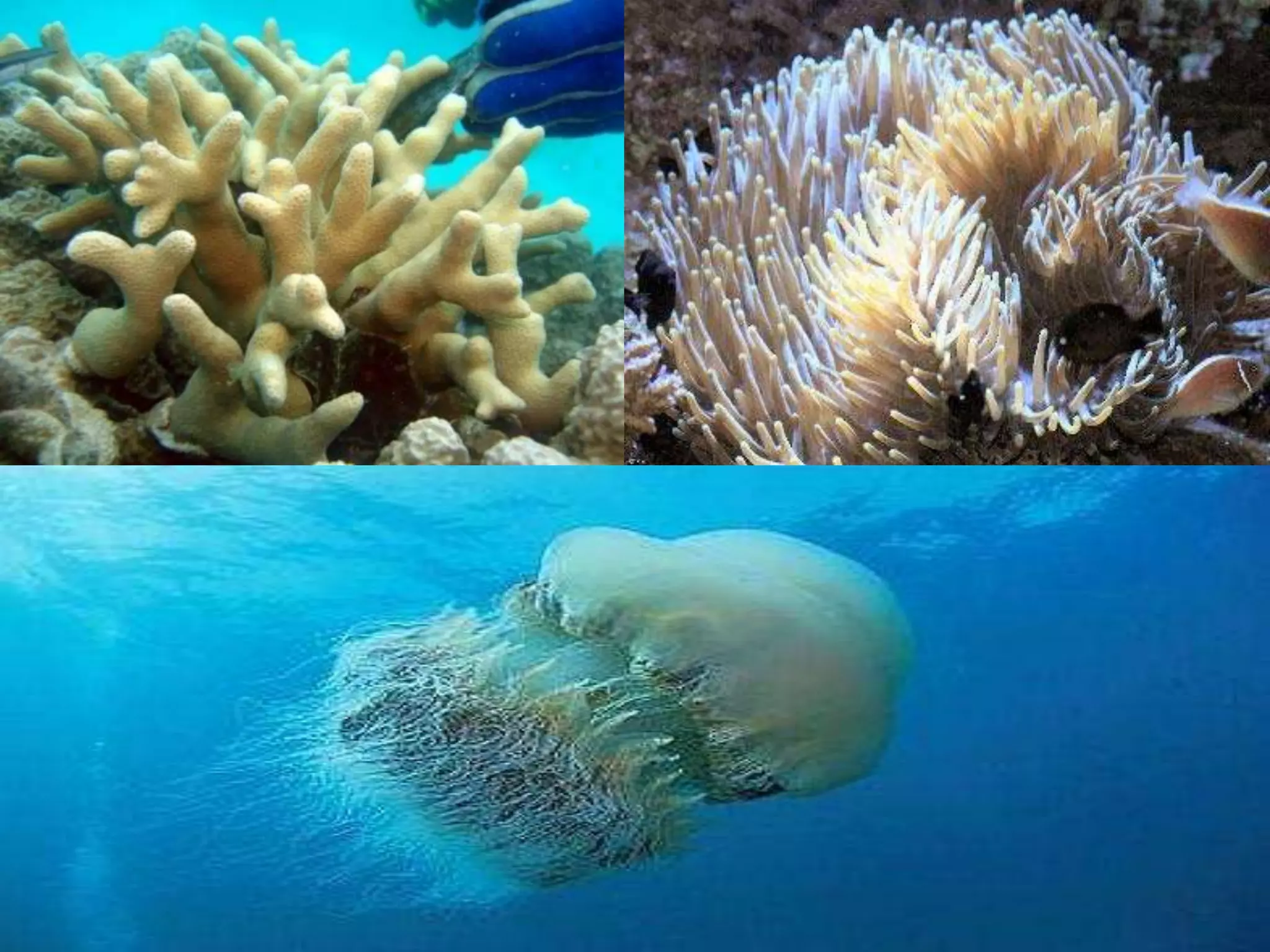 Animal Classification (Grade 5) | PPTX