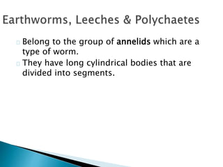 Animal Classification (Grade 5) | PPTX