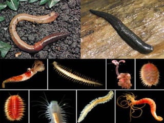 Animal Classification (Grade 5) | PPTX