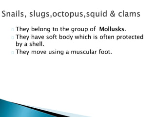 Animal Classification (Grade 5) | PPTX