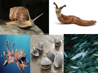 Animal Classification (Grade 5) | PPTX