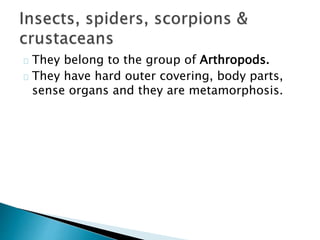 Animal Classification (Grade 5) | PPTX