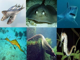 Animal Classification (Grade 5) | PPTX