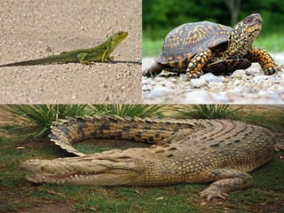 Animal Classification (Grade 5) | PPTX