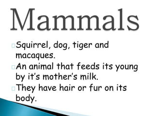 Animal Classification (Grade 5) | PPTX