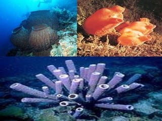 Animal Classification (Grade 5) | PPTX