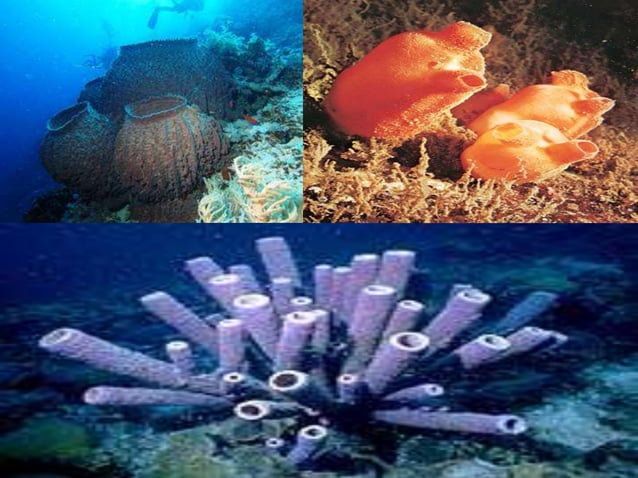 Animal Classification (Grade 5) | PPTX | Reptiles | Pets