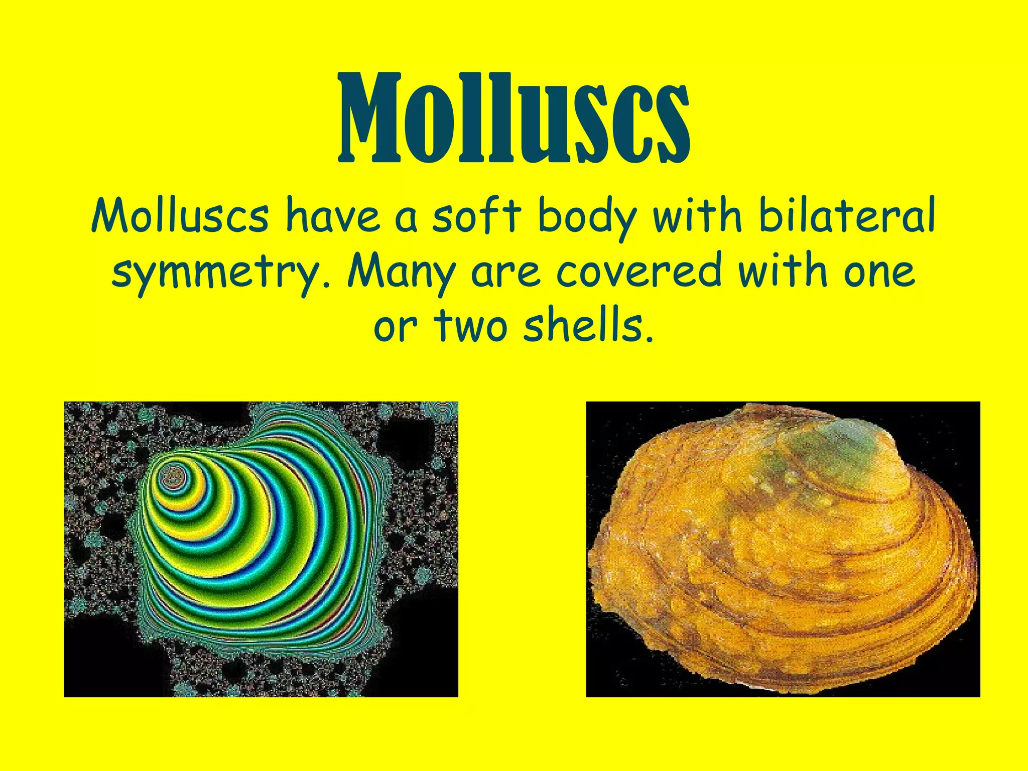 Animal classification invertebrates 5th grade | PPT