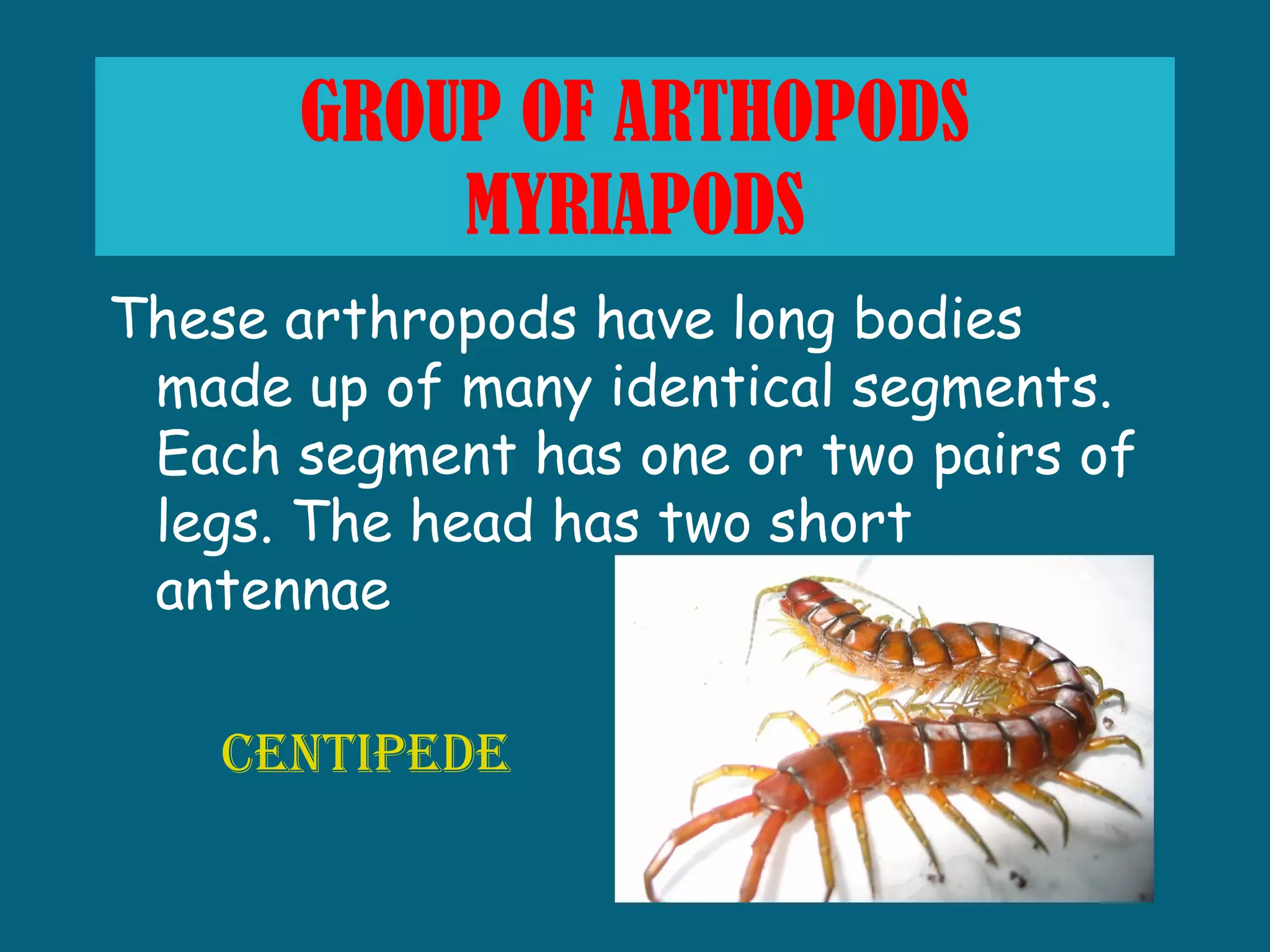 Animal classification invertebrates 5th grade | PPT