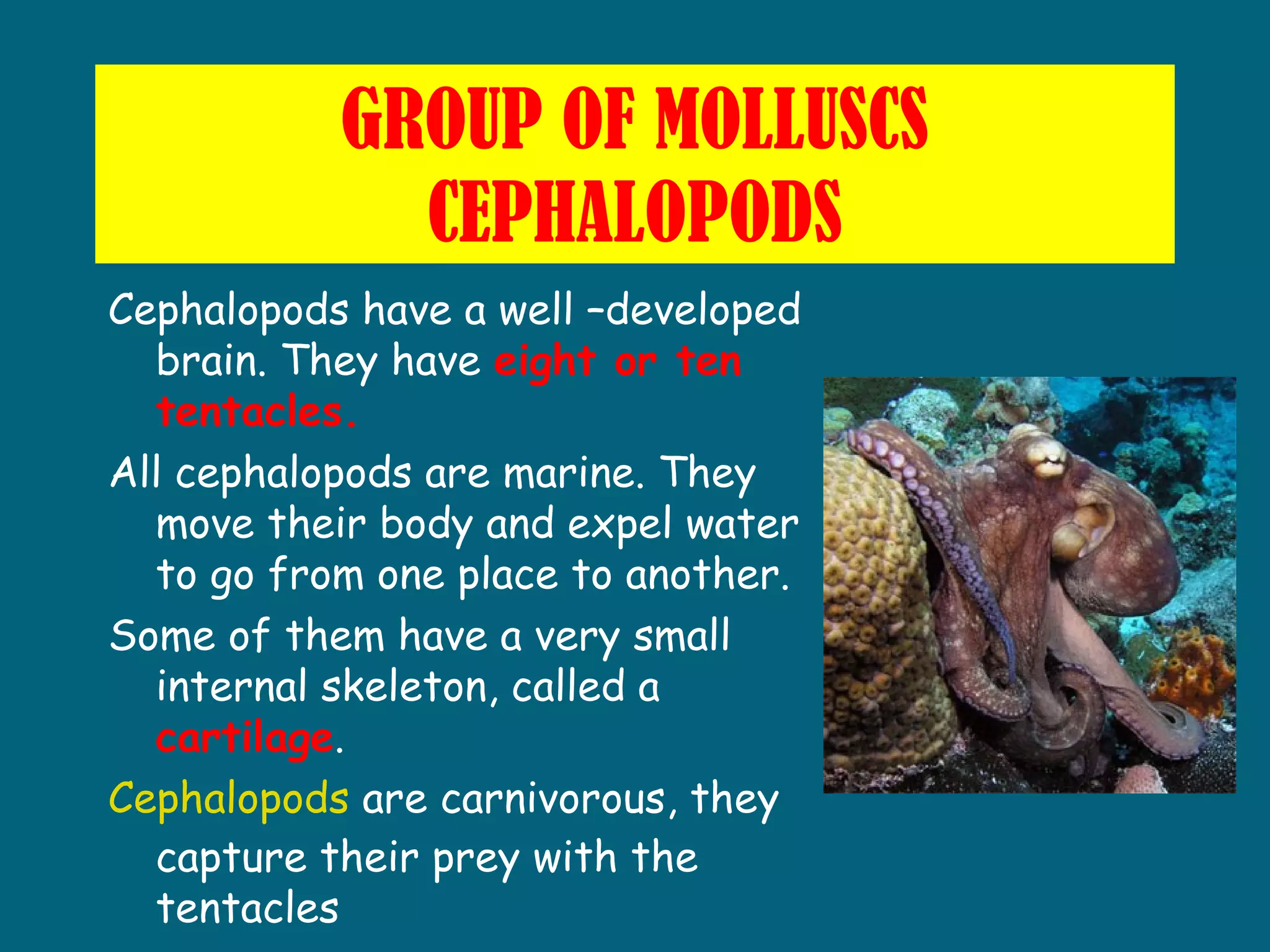 Animal classification invertebrates 5th grade | PPT