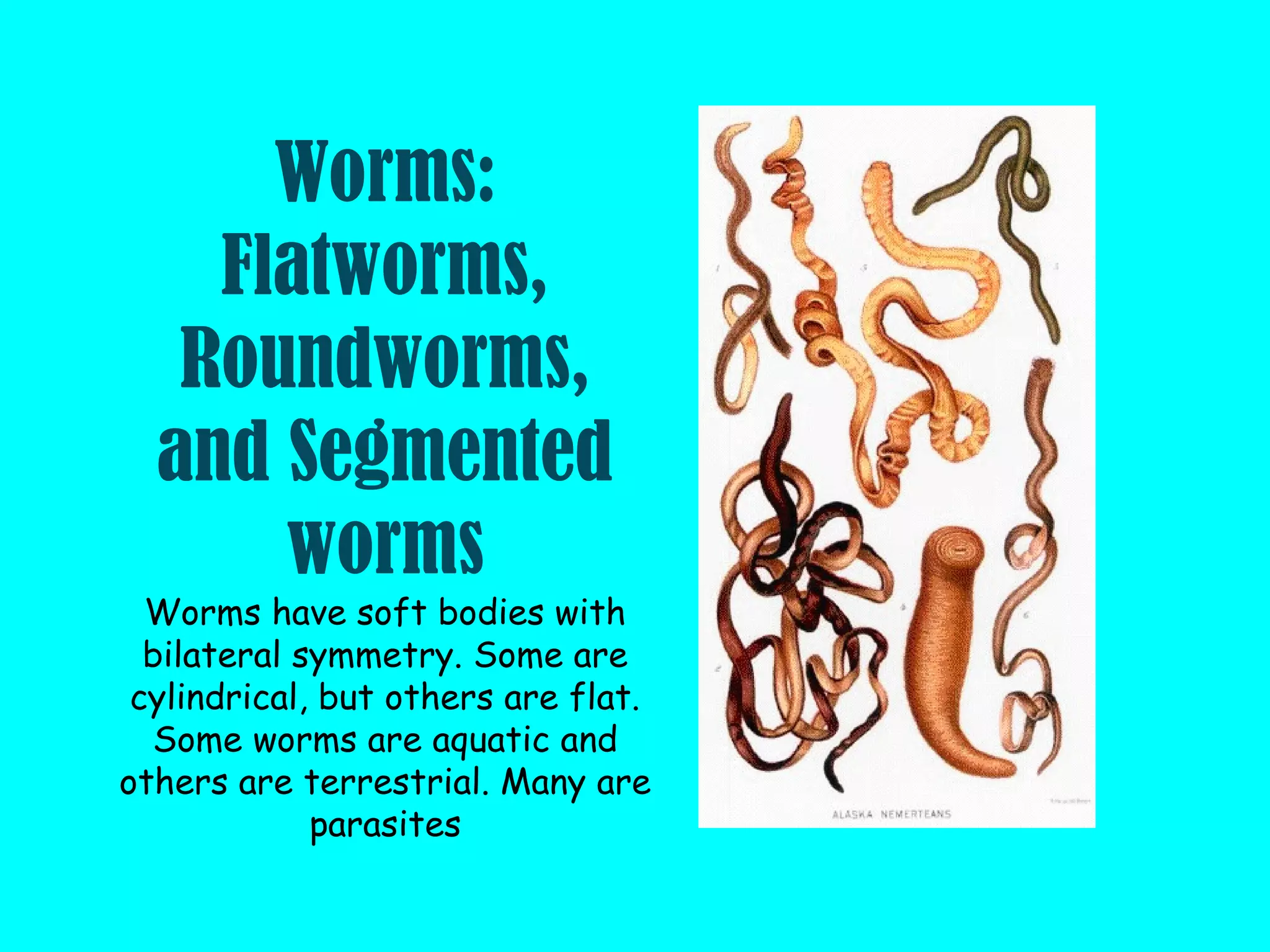 Animal classification invertebrates 5th grade | PPT