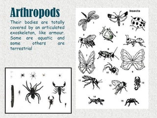 Animal classification invertebrates 5th grade | PPT