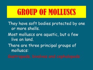 Animal classification invertebrates 5th grade | PPT