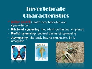Characteristics Of Invertebrate Groups
