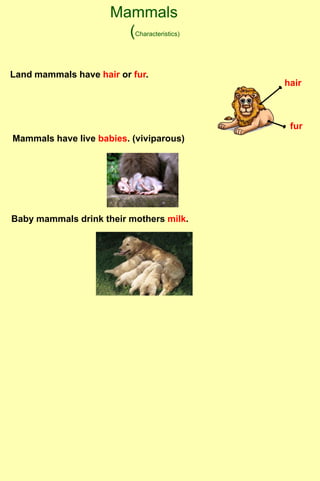 Animal classification KAH | PPTX