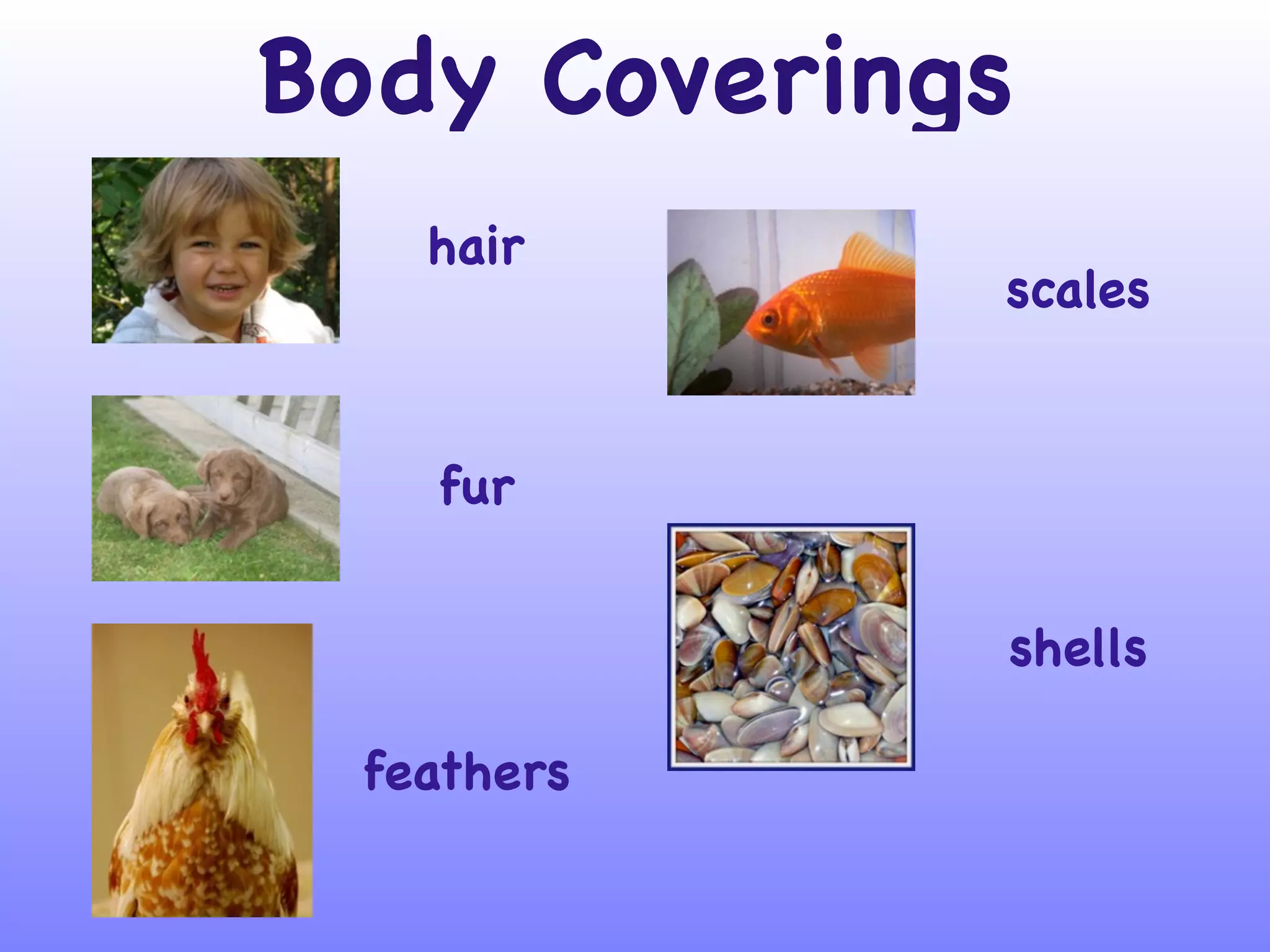 Animal classification lesson plan presentation (revised) | PPT