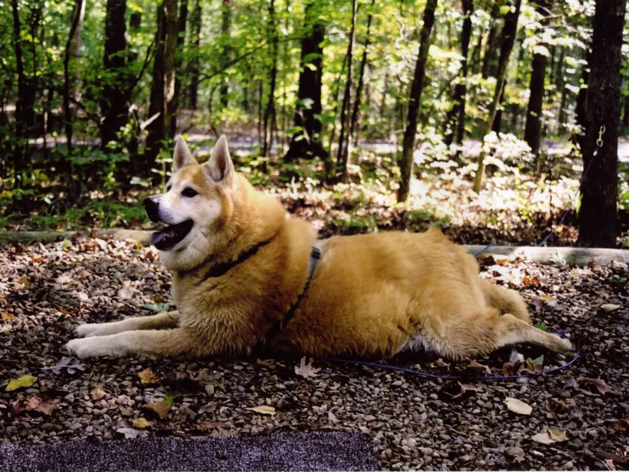 Animal classification lesson plan presentation (revised) | KEY