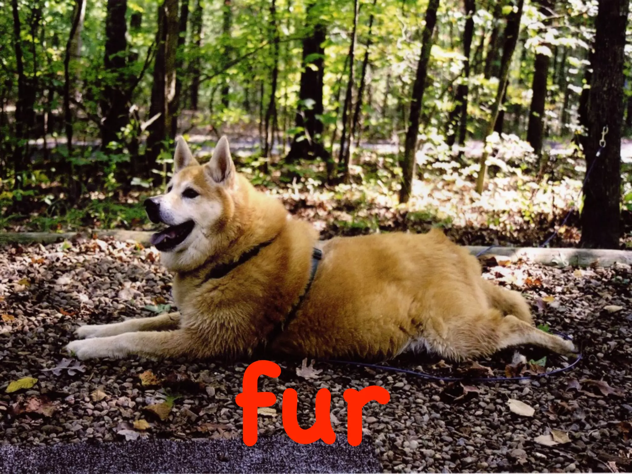 Animal classification lesson plan presentation (revised) | KEY