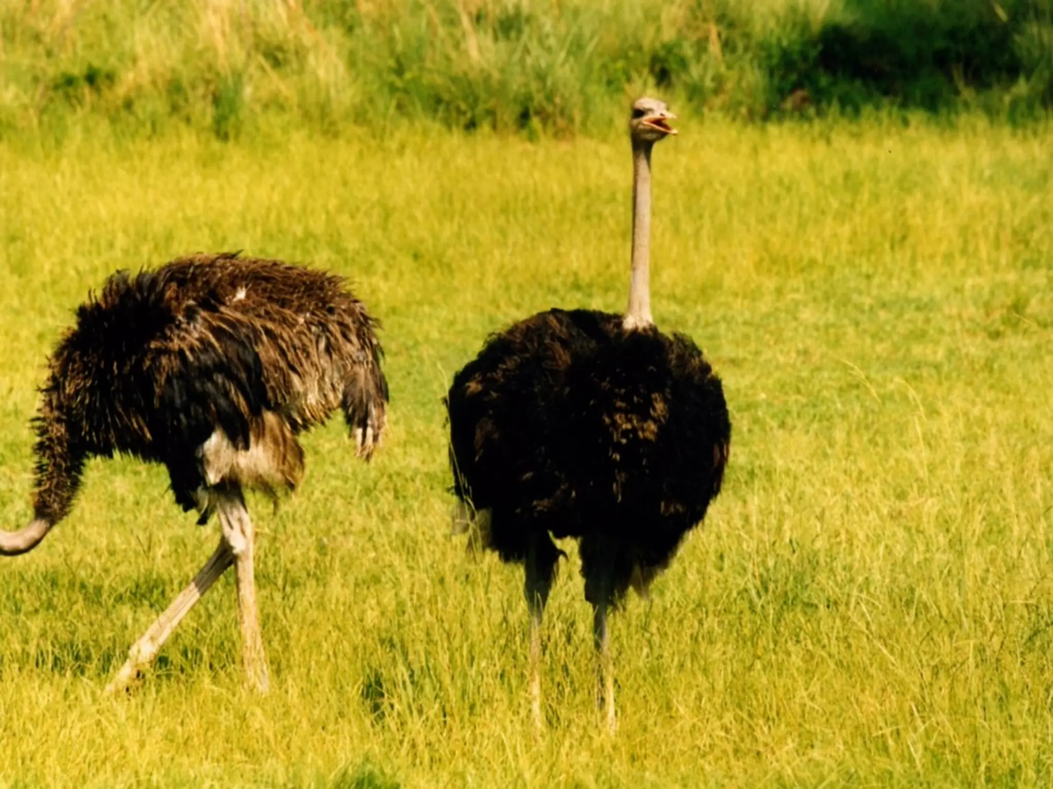 Animal classification lesson plan presentation (revised) | KEY