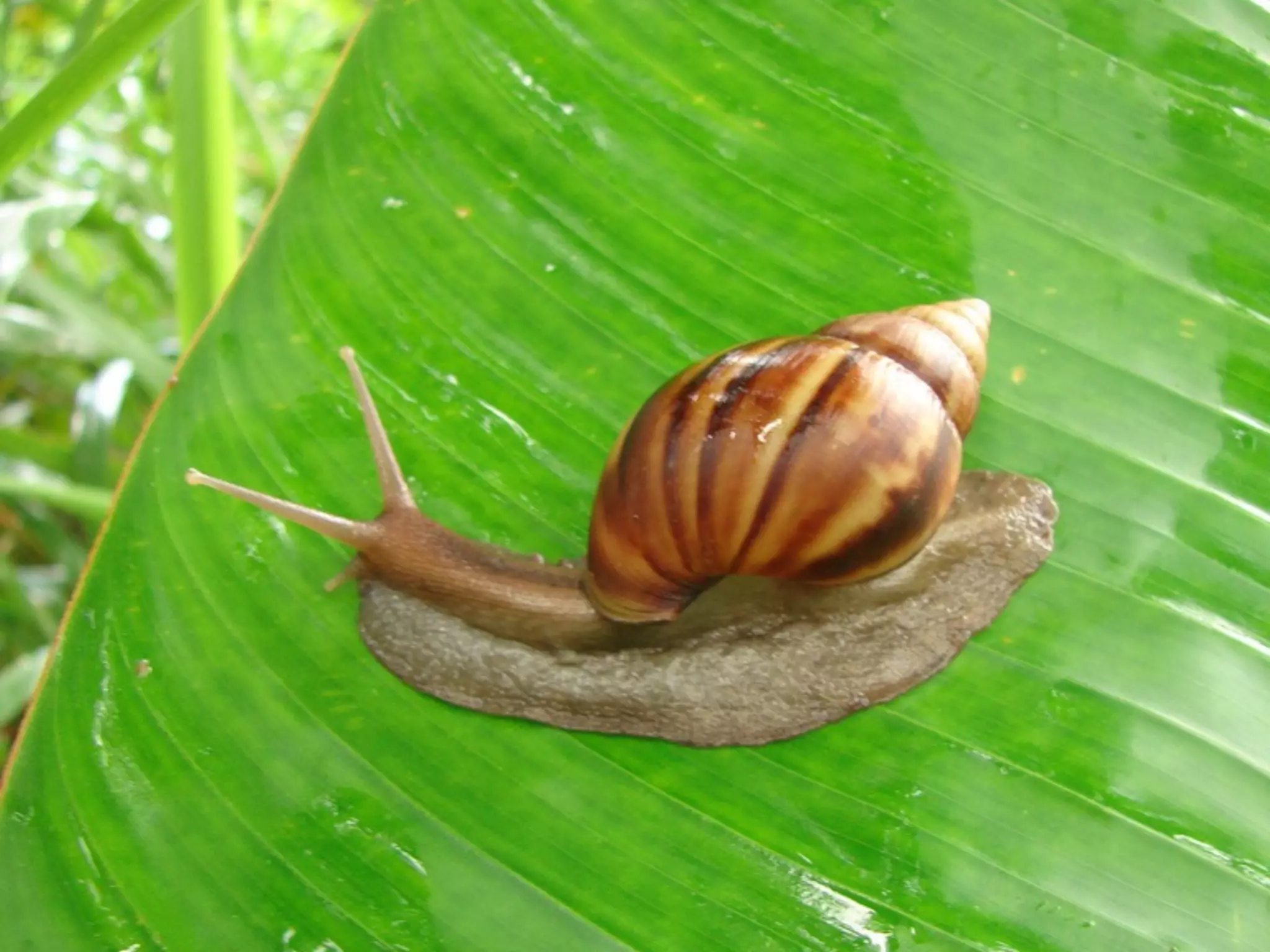 Animal classification lesson plan presentation (revised) | KEY