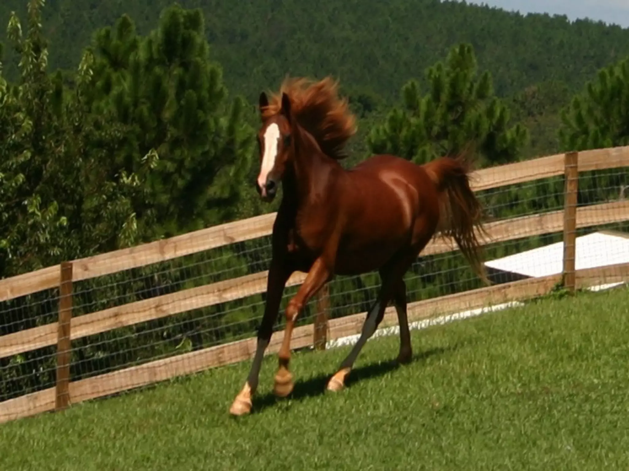 Animal classification lesson plan presentation (revised) | KEY