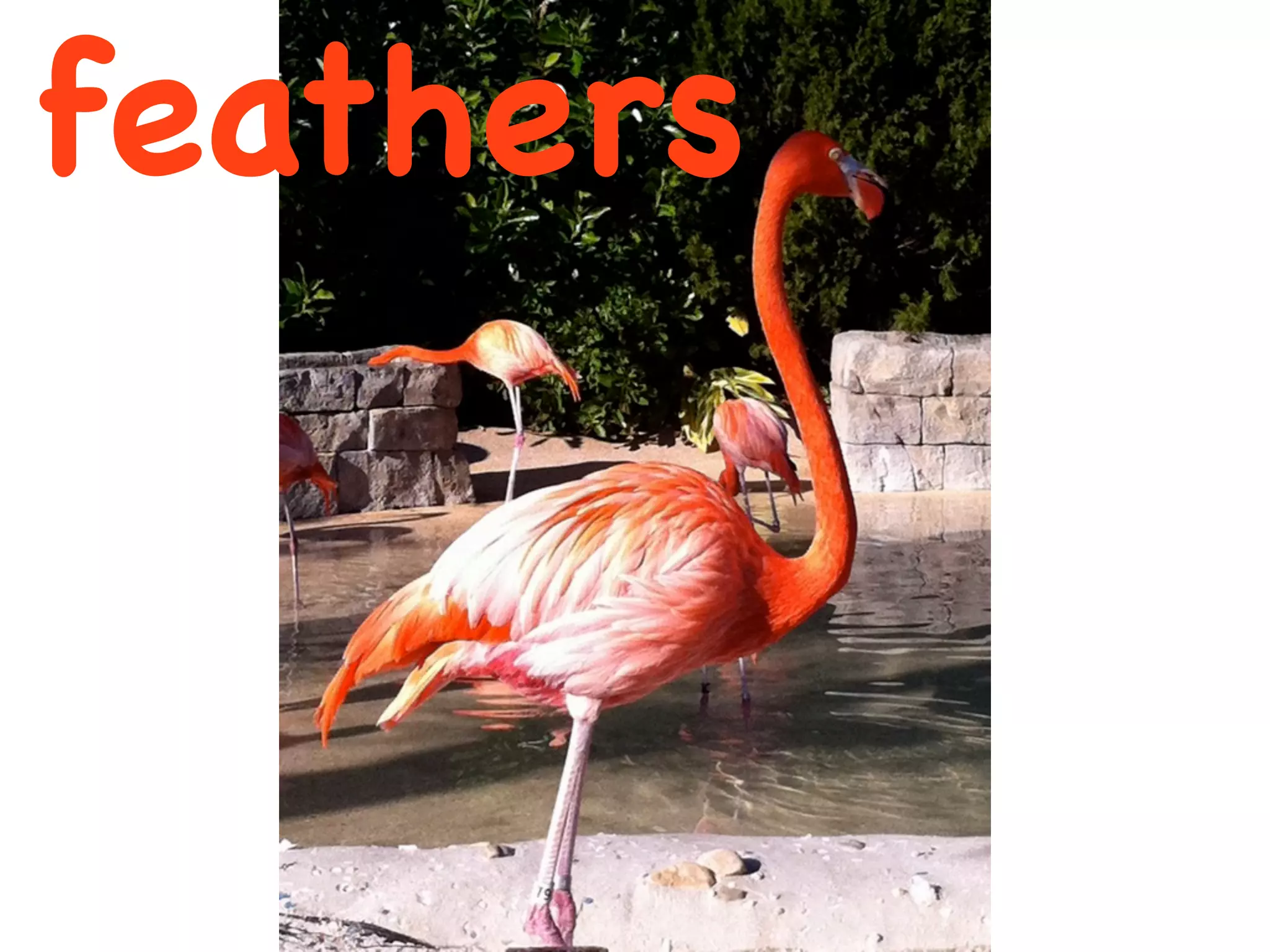 Animal classification lesson plan presentation (revised) | KEY