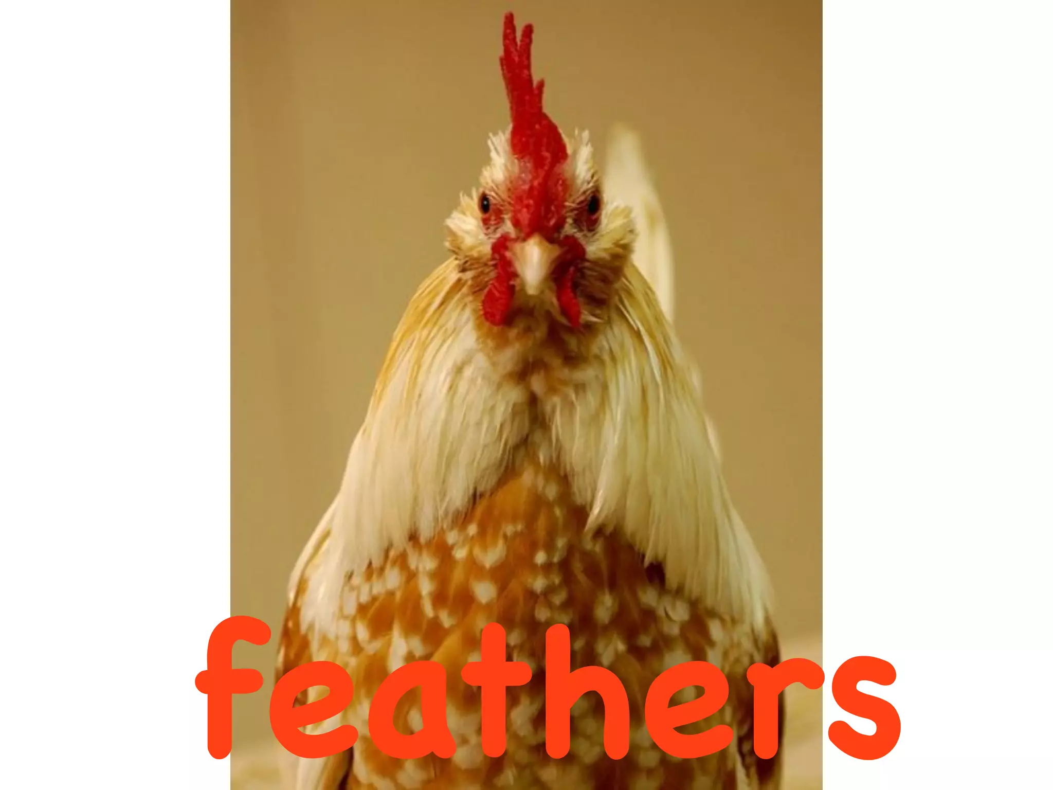 Animal classification lesson plan presentation (revised) | KEY