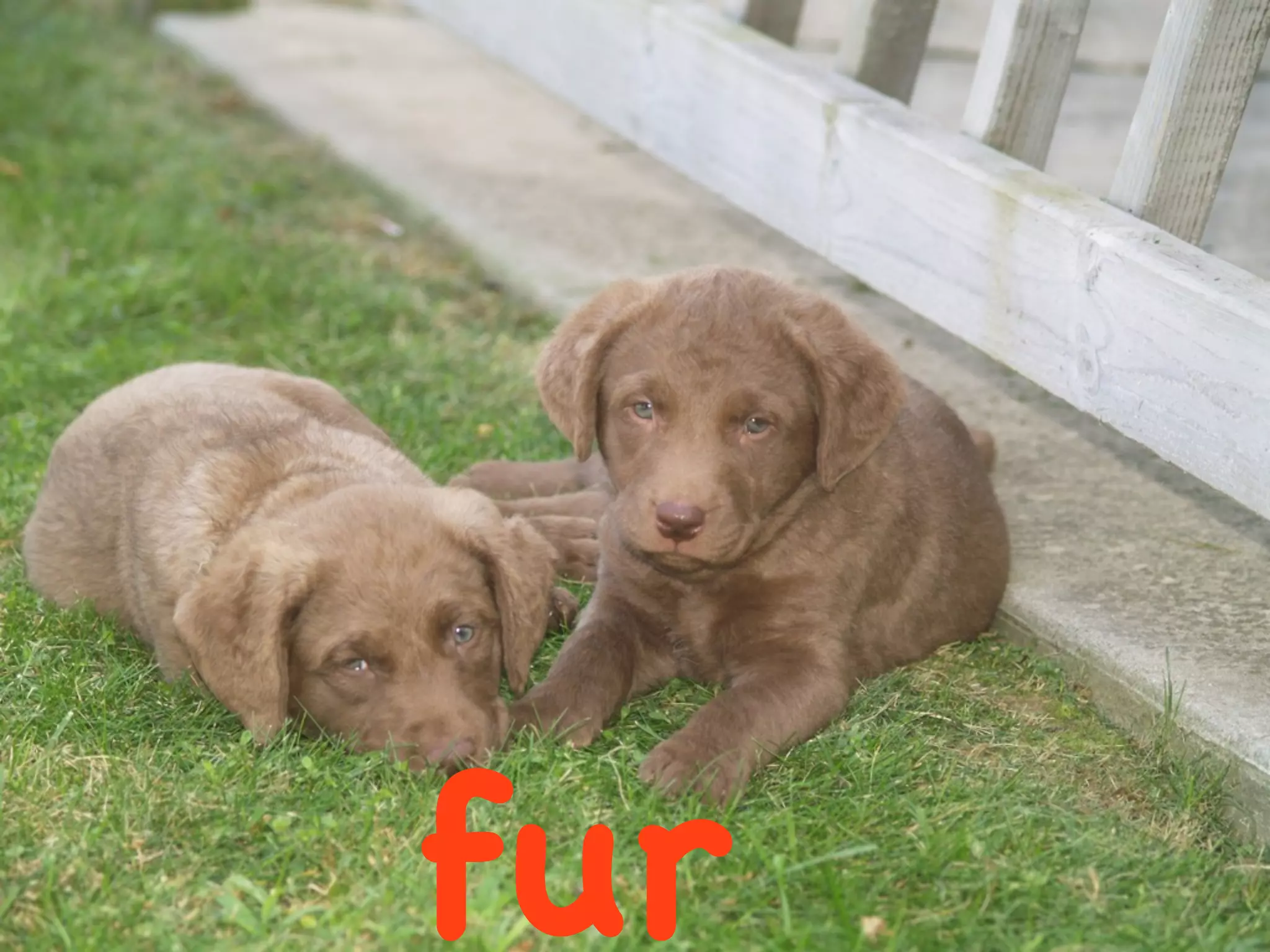 Animal classification lesson plan presentation (revised) | KEY