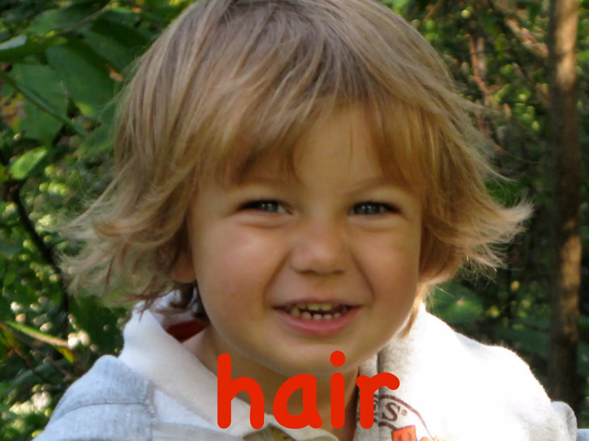 Animal classification lesson plan presentation (revised) | KEY