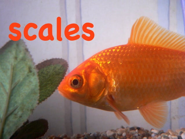 Animal classification lesson plan presentation (revised) | KEY | Hair ...