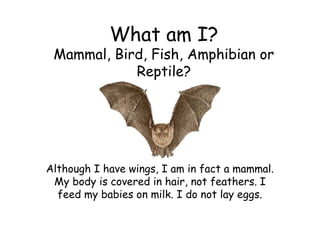 Animal classification powerpoint | PPT