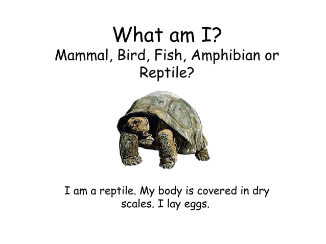 Animal classification powerpoint | PPT | Reptiles | Pets