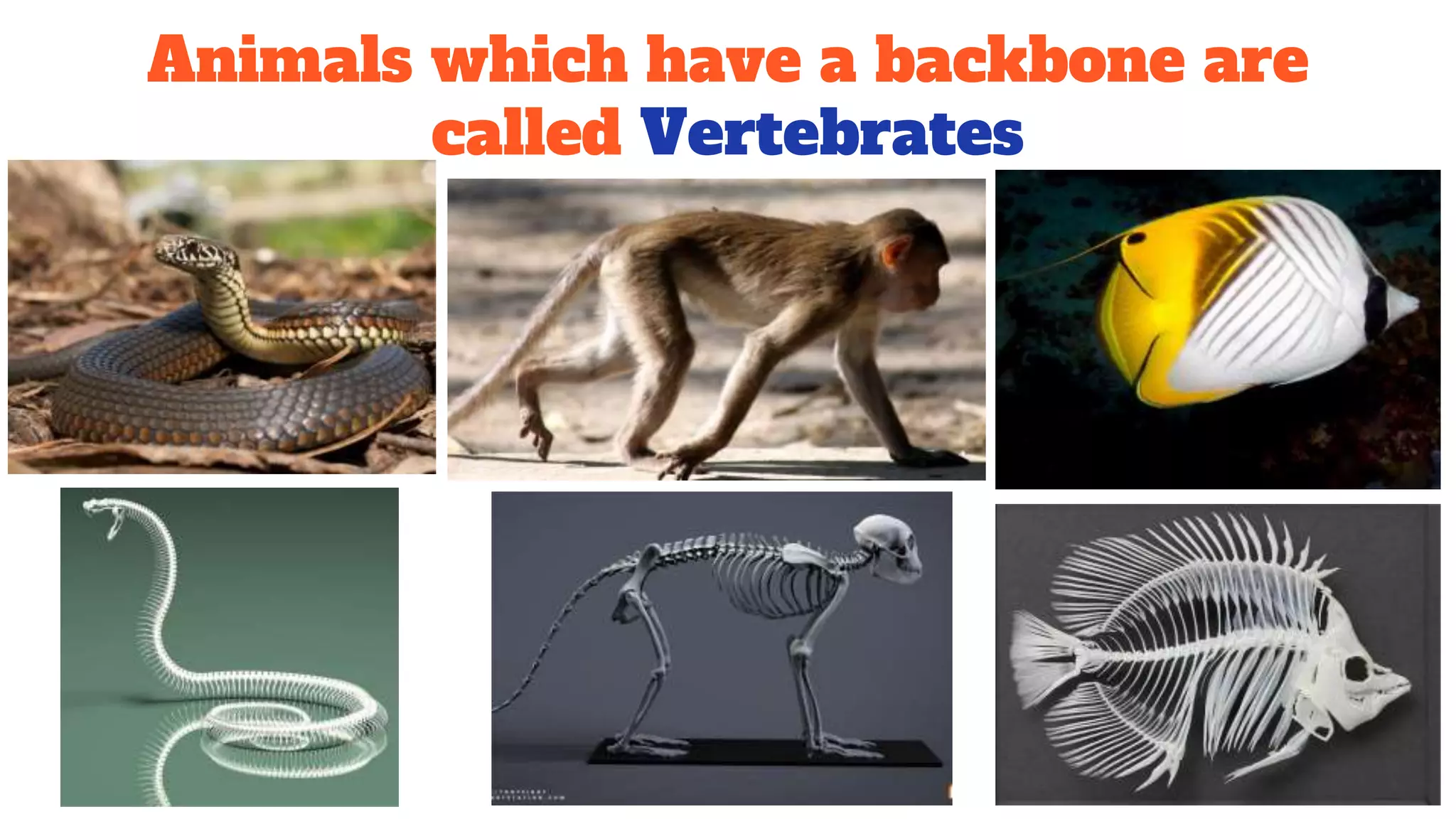 Animal Classifications | PPT