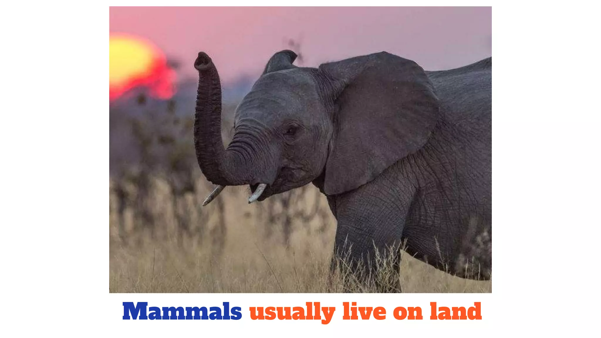 Animal Classifications | PPT