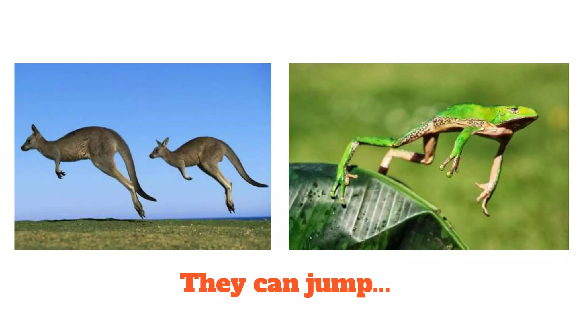 Animal Classifications | PPT