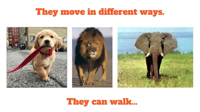 Animal Classifications | PPT