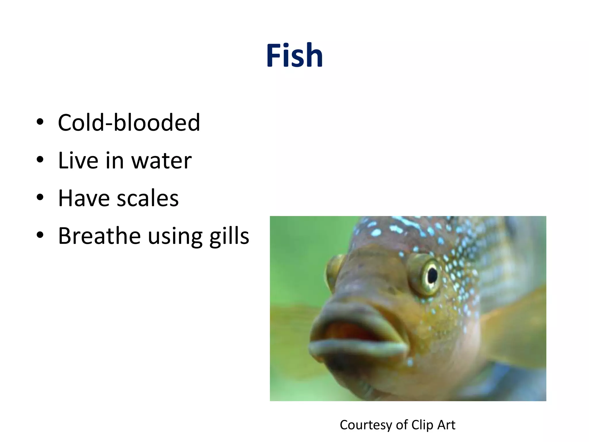 Animal classification (slideshare version - no hyperlinks) | PPTX