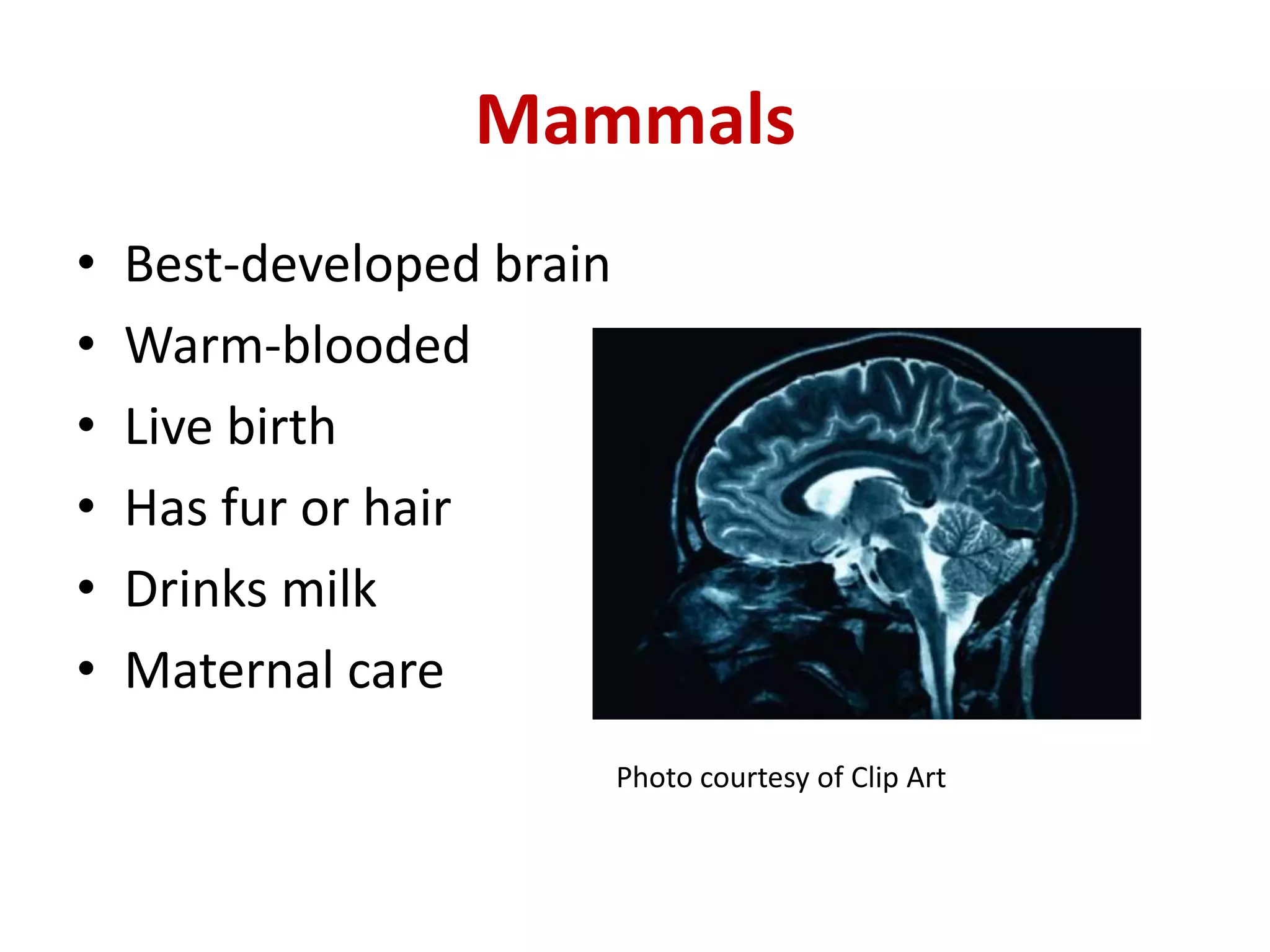 Animal classification (slideshare version - no hyperlinks) | PPTX