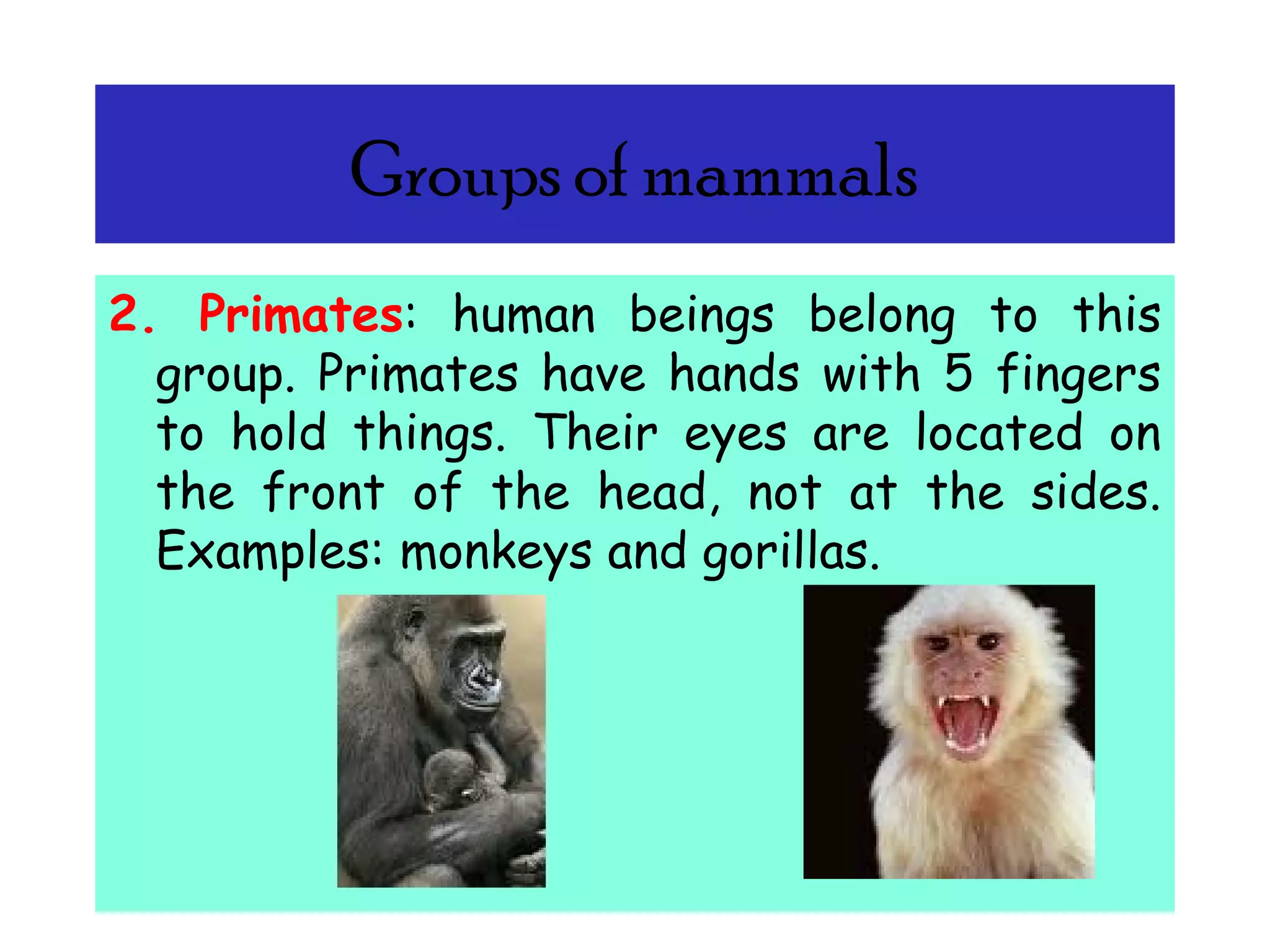 Animal classification vertebrates 5th grade | PPT