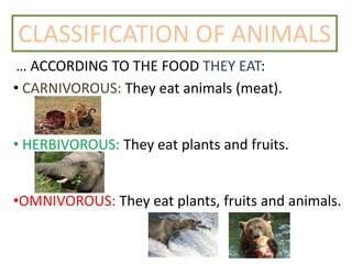 Animal classification y1 | PPT