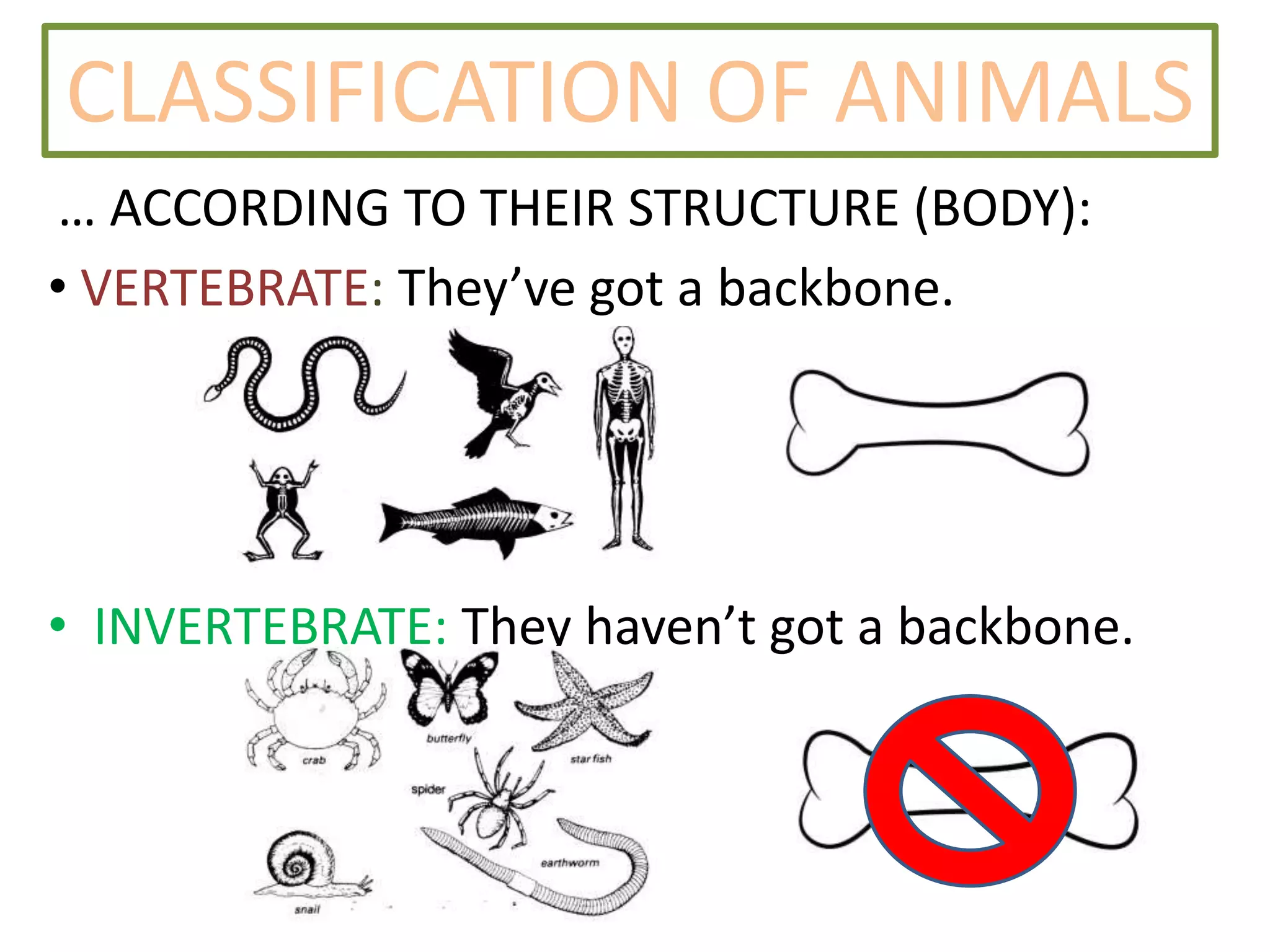 Animal classification y1 | PPTX