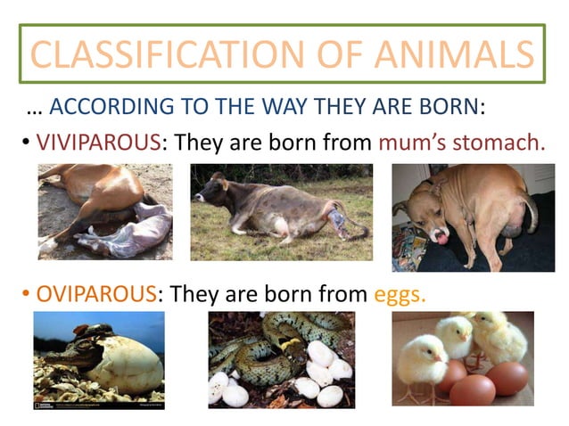 Animal classification y1 | PPTX