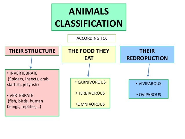 Animal classification y1