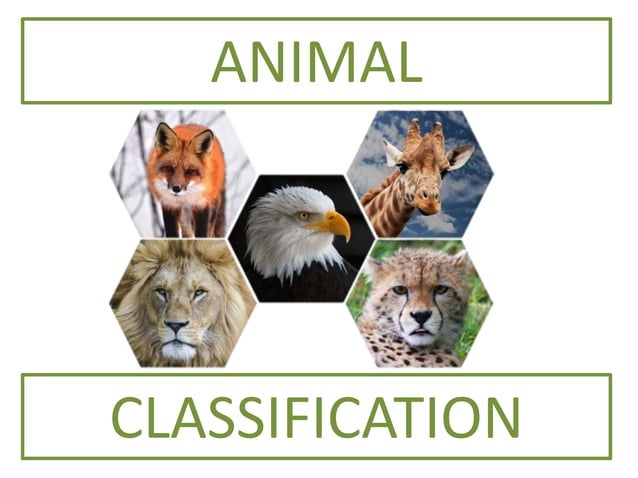 Animal classification y1 | PPT
