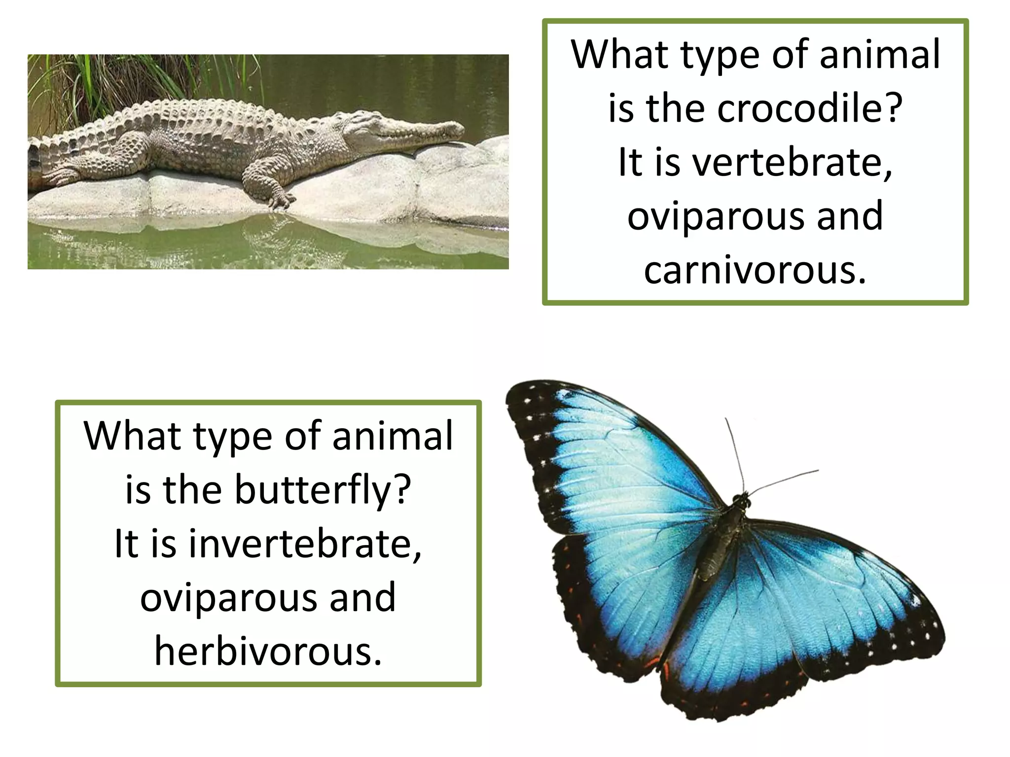 Animal classification y1 | PPT