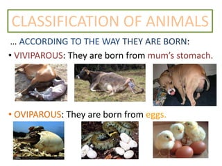 Animal classification y1 | PPT