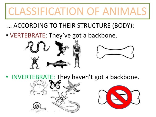 Animal classification y1 | PPT