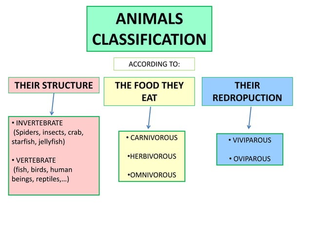 Animal classification y1 | PPTX