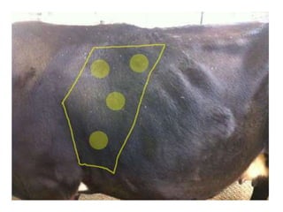 Animal clinical parameters | PPTX